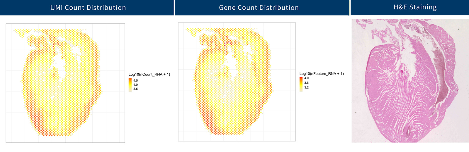 Redefining Spatial Transcriptomics: M20 Spatial - M20 Genomics