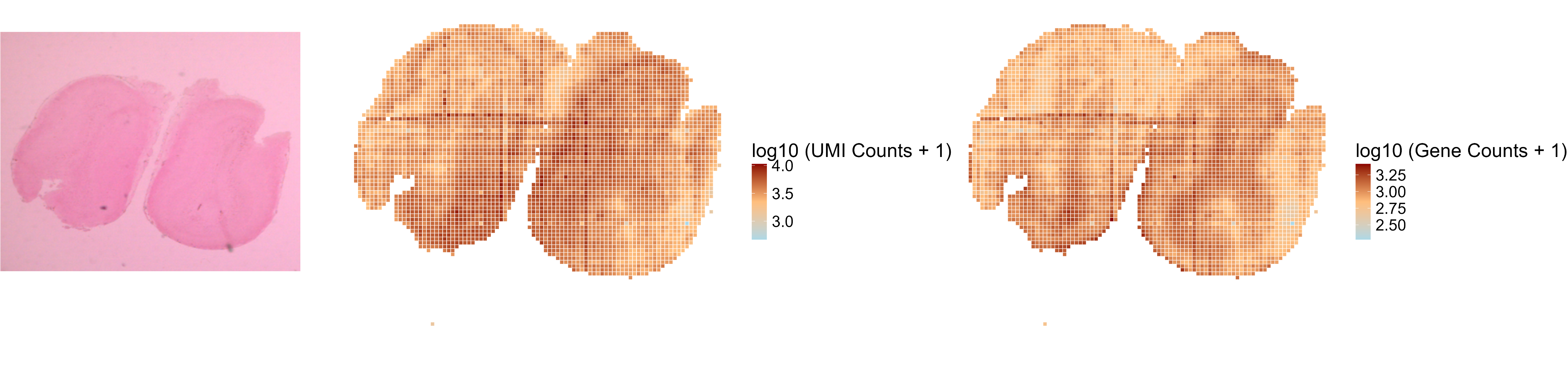 Groundbreaking Upgrade: M20 Spatial Redefines Full-Sample Spatial Transcriptomics - M20 Genomics
