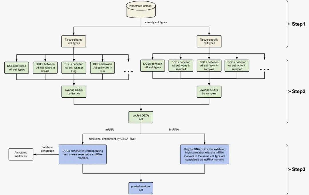 VITA CytBase: Elevating Precision of Cell-Type Annotation in Single ...