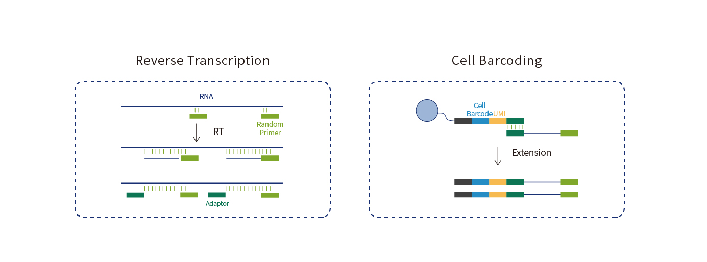 Single-Cell Transcriptome Analysis on FFPE Samples: A Comparative Study with M20 VITA - M20 Genomics