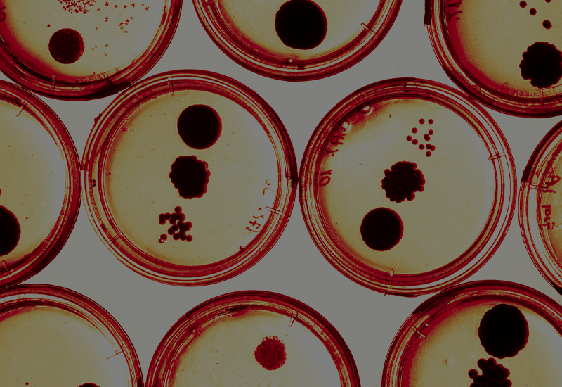 Single-Cell Transcriptome for Cultured Bacterial Samples - M20 Genomics