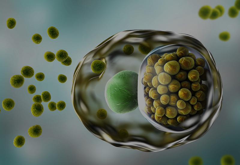 Single-Cell Transcriptome for Cultured Bacterial Samples - M20 Genomics