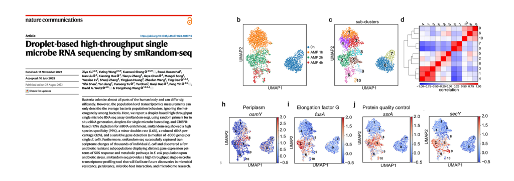 Single-Cell Transcriptome for Cultured Bacterial Samples - M20 Genomics