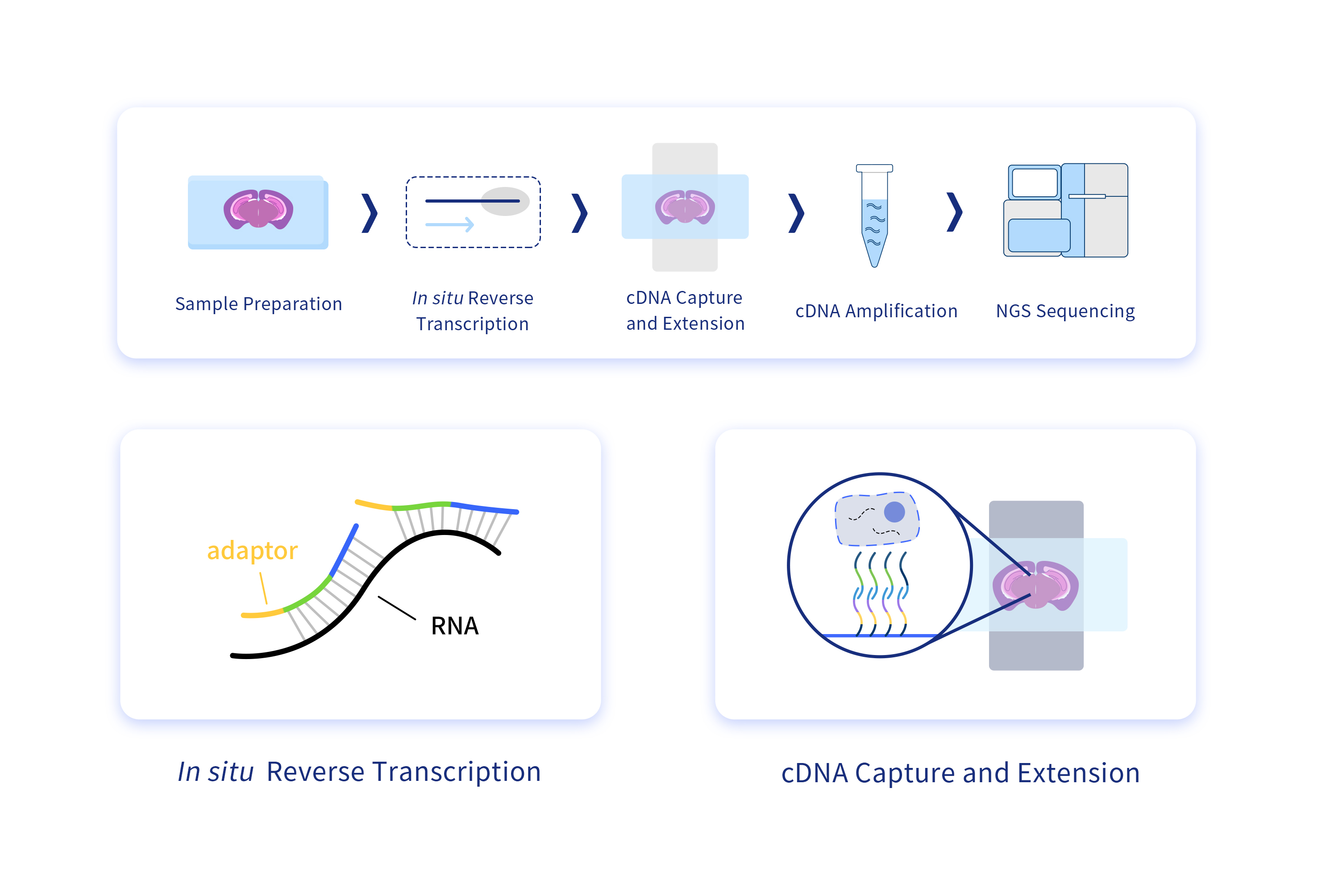 Groundbreaking Upgrade: M20 Spatial Redefines Full-Sample Spatial Transcriptomics - M20 Genomics