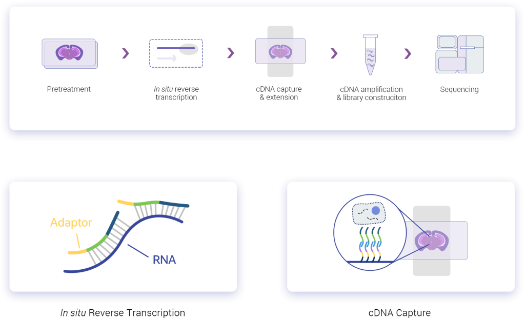 M20 Spatial - M20 Genomics